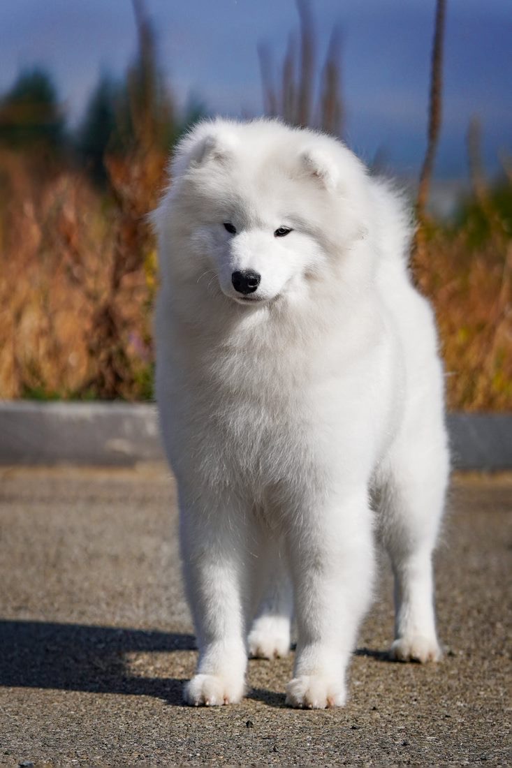 The Right Samoyed Breeder For You - Imperial Samoyeds