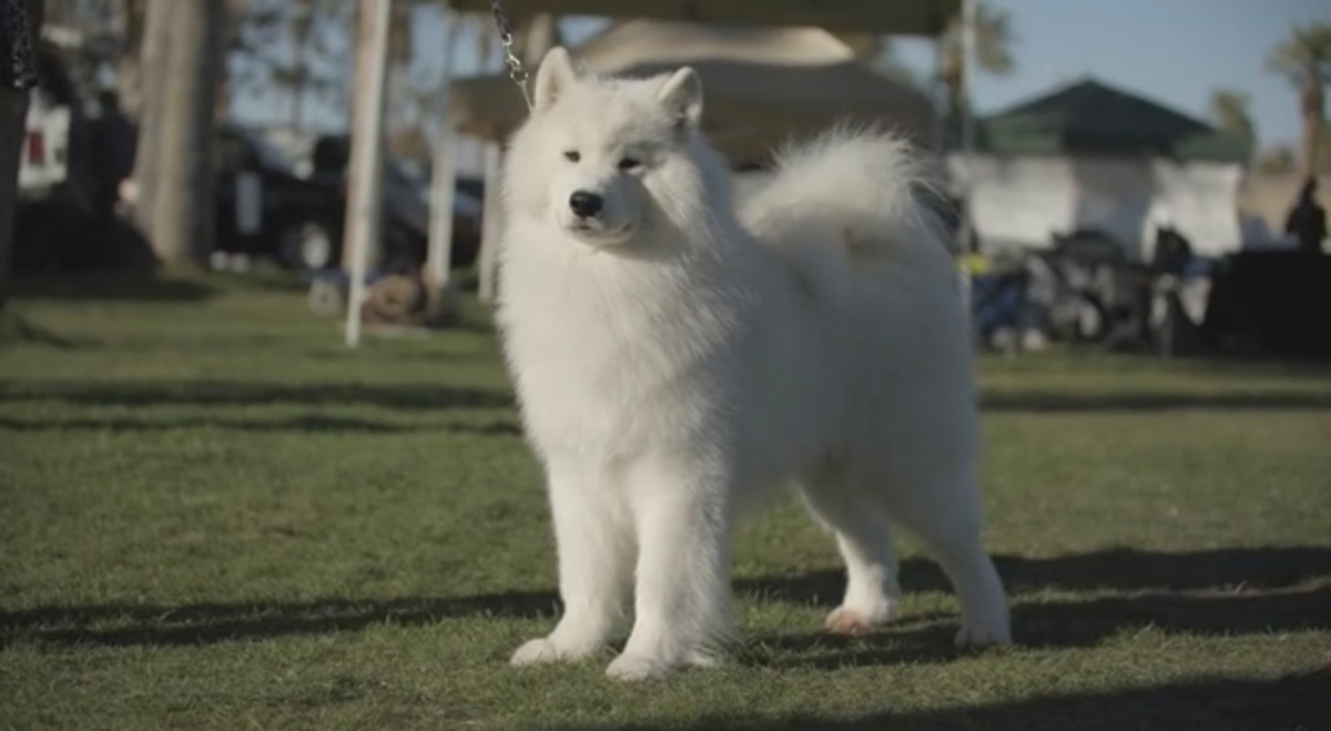 Samoyeds: First Time In The Ring - Imperial Samoyeds