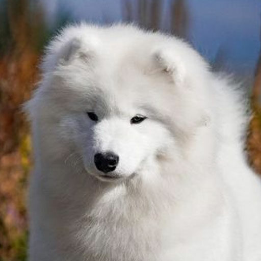 Portfolio – Imperial Samoyeds