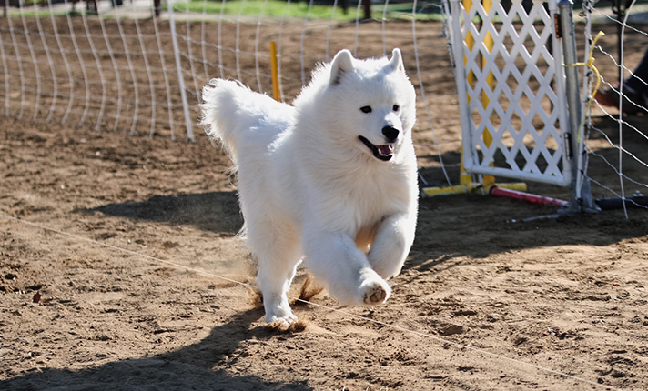 Samoyeds: How To Stop Pulling - Imperial Samoyeds