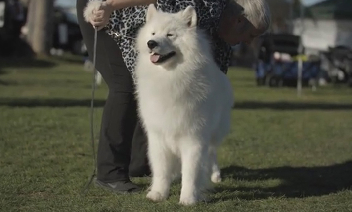 Keep Your Dog’s Tail Wagging: Feeding Raw Food - Imperial Samoyeds