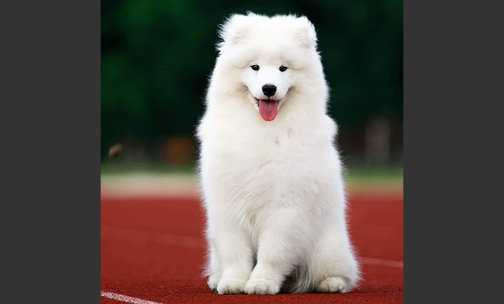 How to Train Your Samoyed - Imperial Samoyeds