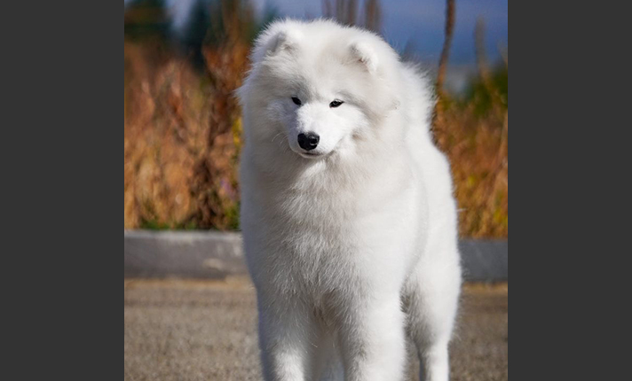 The Right Samoyed Breeder For You - Imperial Samoyeds