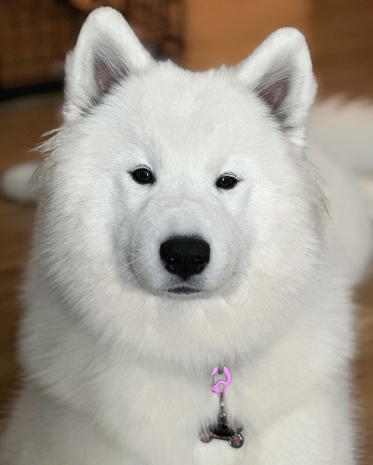Samoyeds: The Marvelous Companions That Warm Your Heart - Imperial Samoyeds