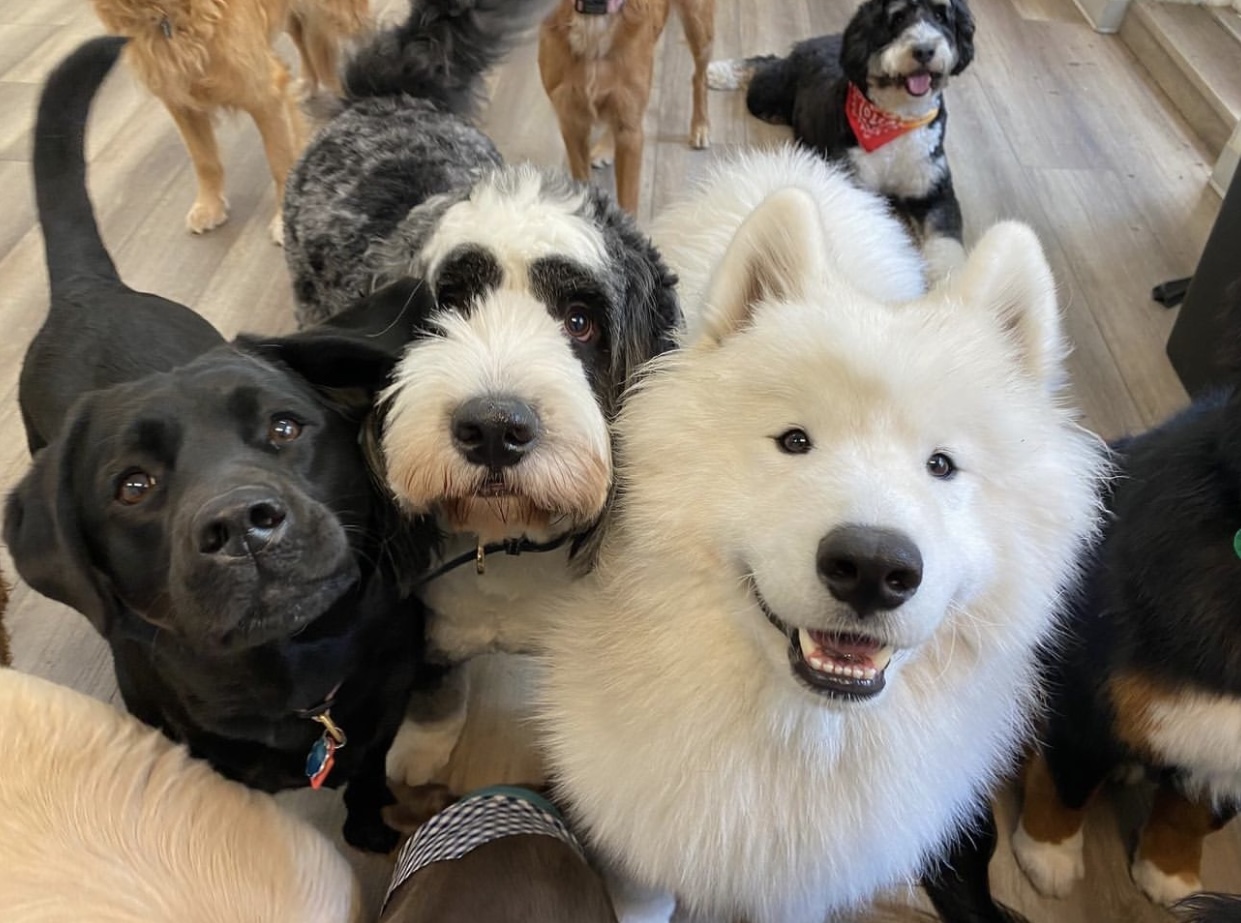 Samoyeds: The Marvelous Companions That Warm Your Heart - Imperial Samoyeds