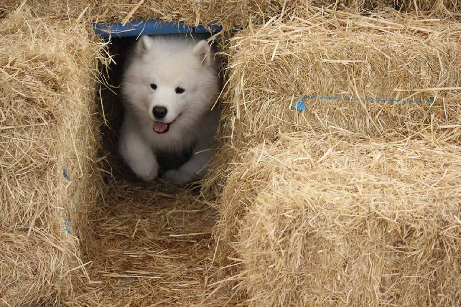 Unleash the Adventure: Samoyed Activities and Sports to Ignite the Fun!