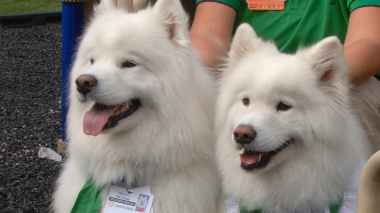Unleash the Adventure: Samoyed Activities and Sports to Ignite the Fun!