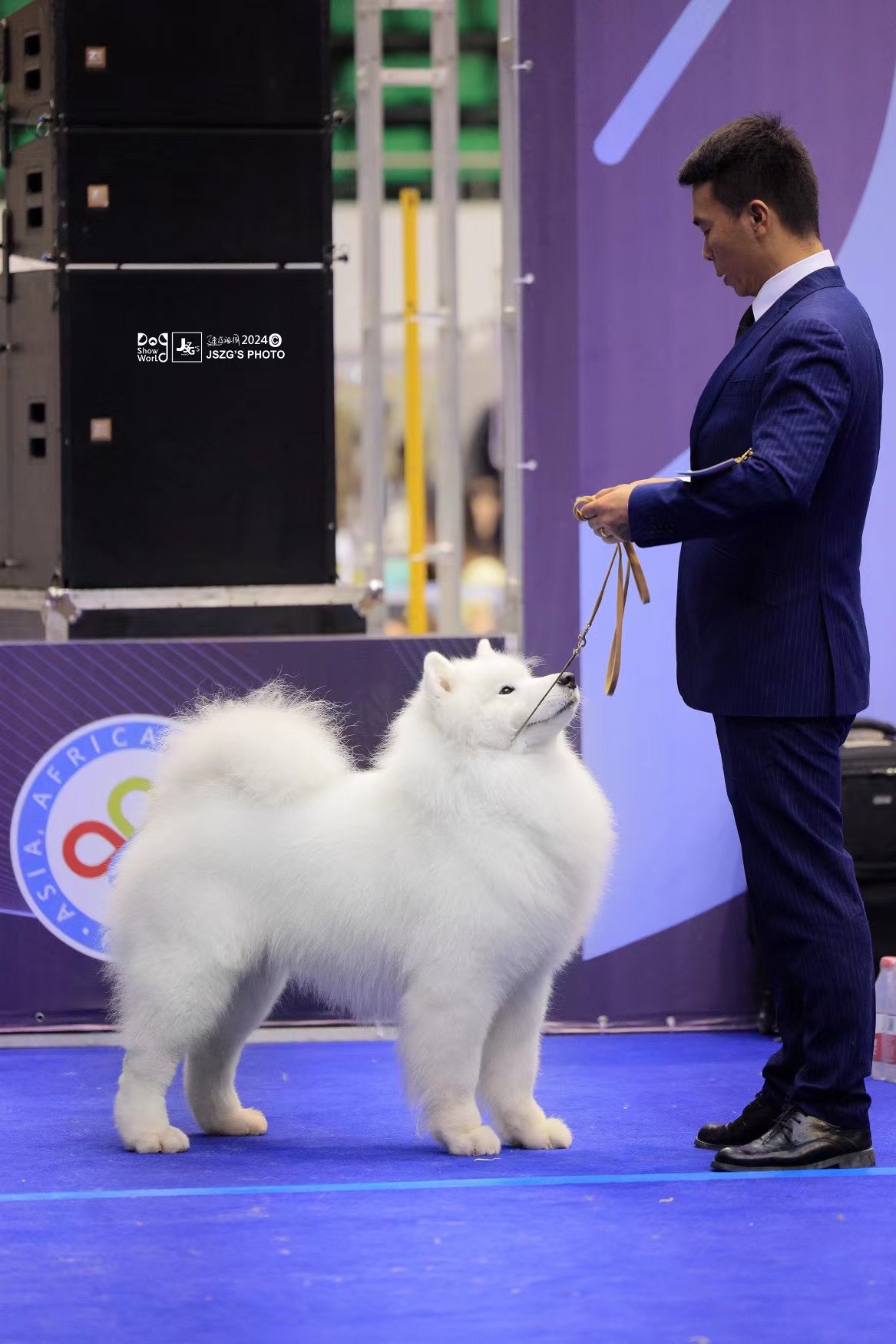 10 Things to Know Before Bringing a Samoyed into Your Life - Imperial ...